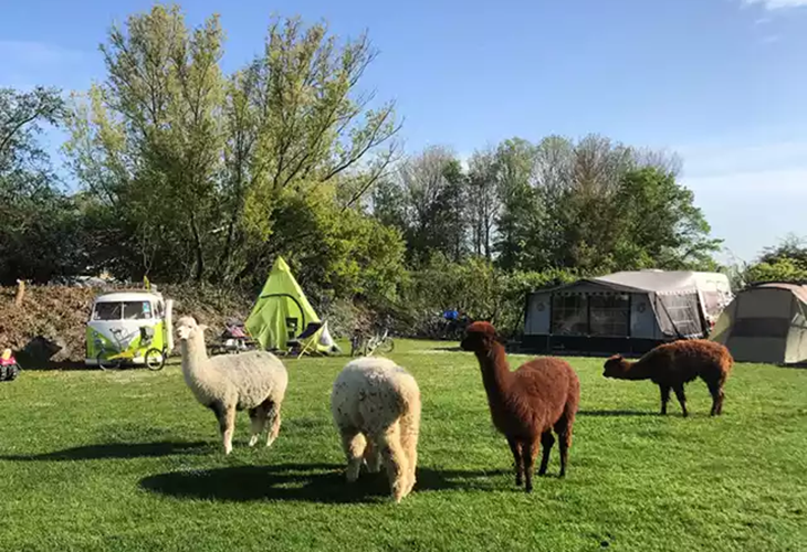 Campings Bij Een Boerderij Met Dieren In Nederland Campingtrend Campings Bij Een Boerderij Met Dieren In Nederland Campingtrend